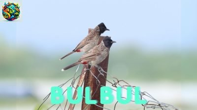 Bulbul: The Melodious Songbirds Of The Old World