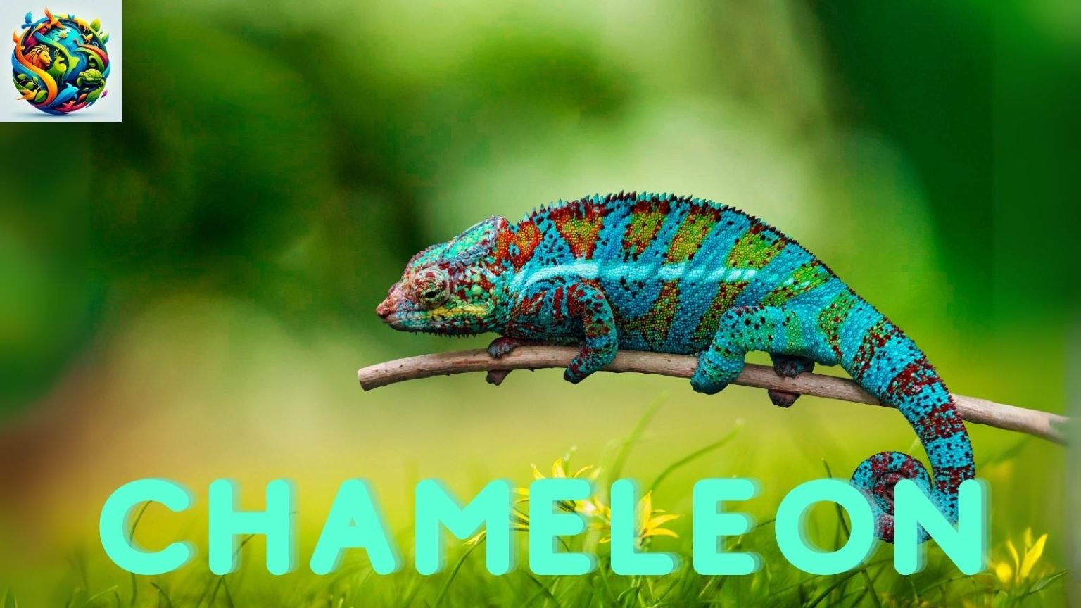 Chameleon: Masters Of Camouflage And Adaptation