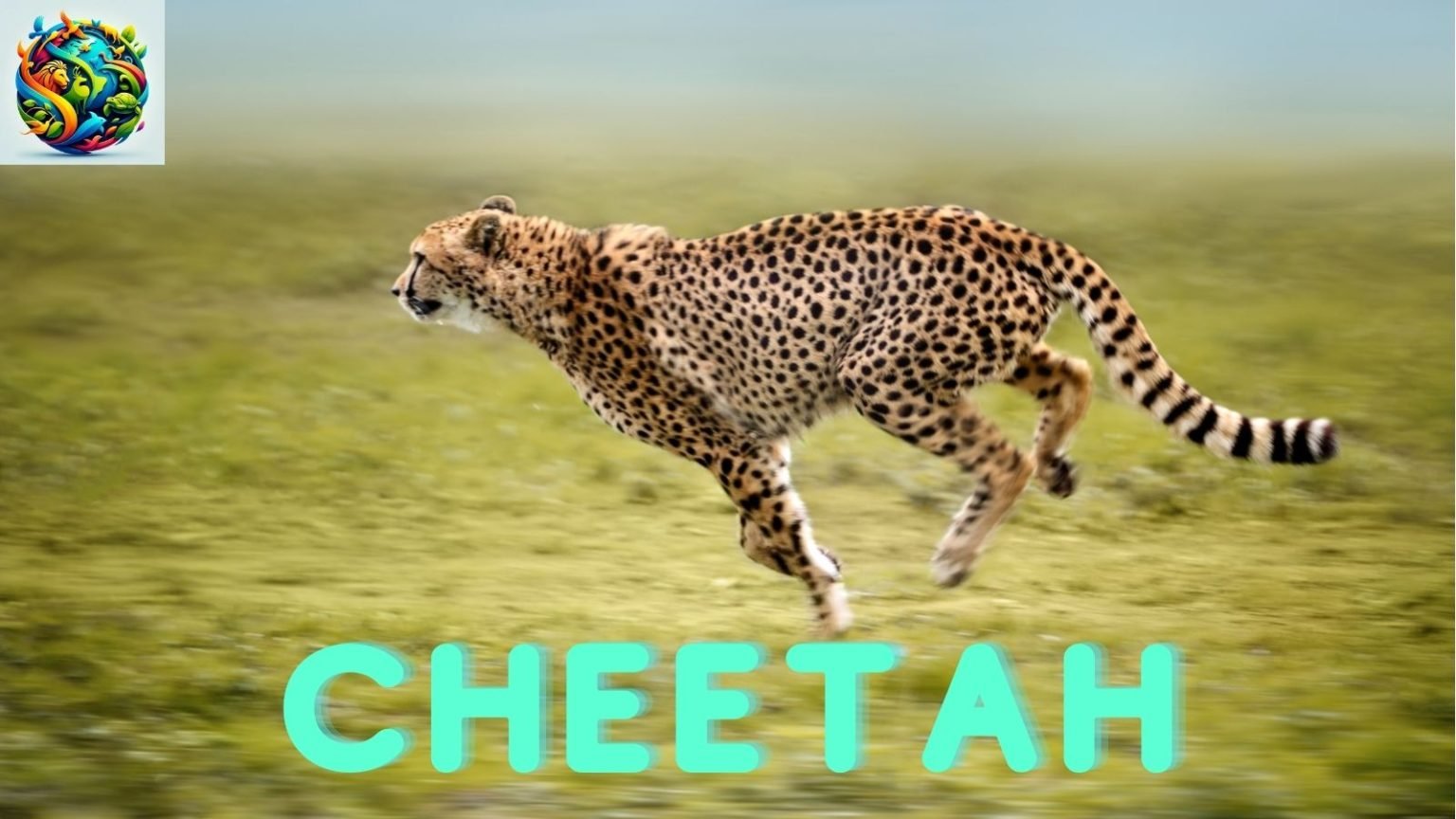 Lion Vs Cheetah: The Battle Of Power Vs Speed