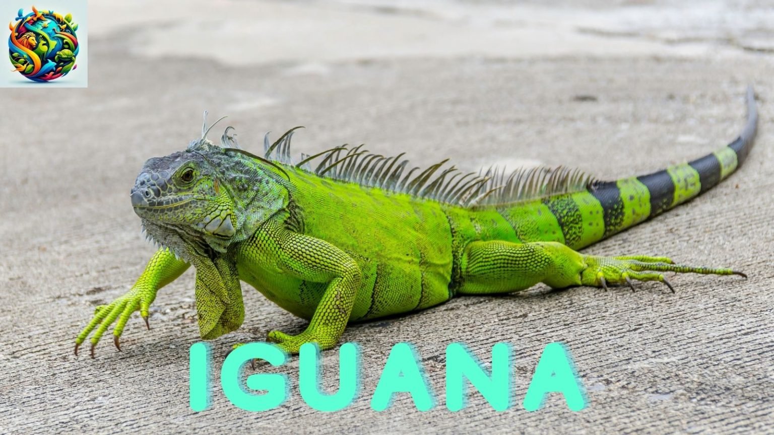 Iguana: Nature's Hilarious Arboreal Dragon