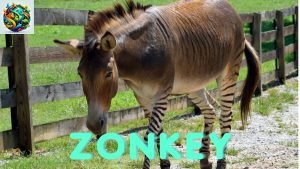 Zonkey: Magnificent Zebra And Donkey Hybrid