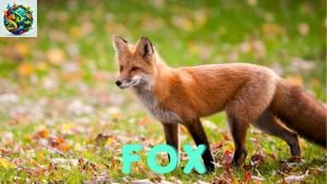 Wolf Vs Fox: The Ultimate Showdown Of Canine Predators