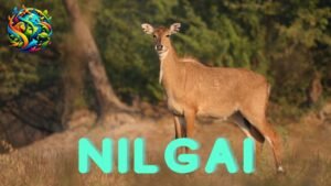 Nilgai: Asia's Largest Antelope