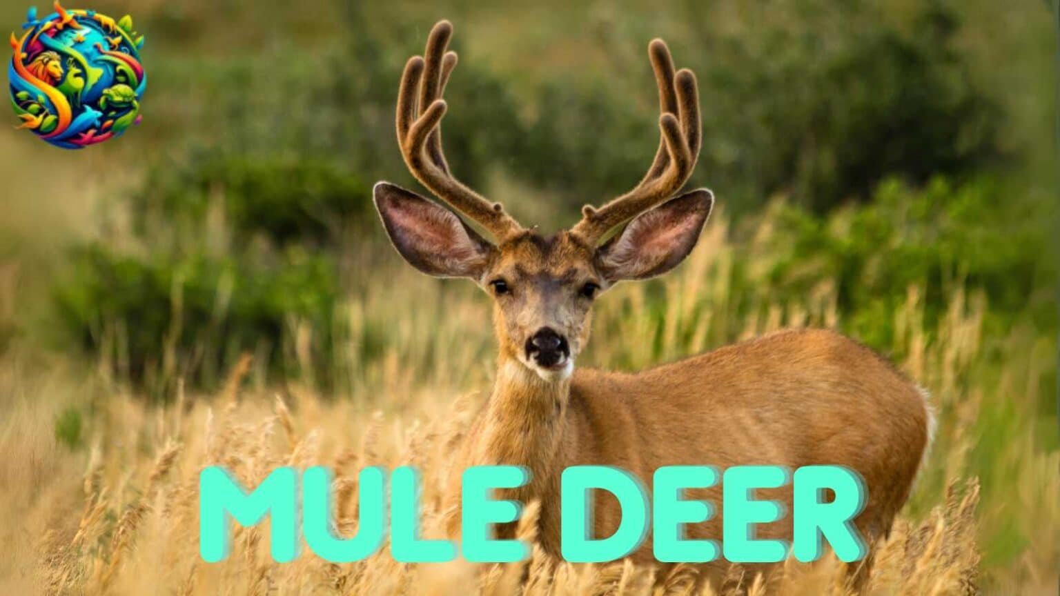 Mule Deer: Phenomenal Icons Of The Western Wilds