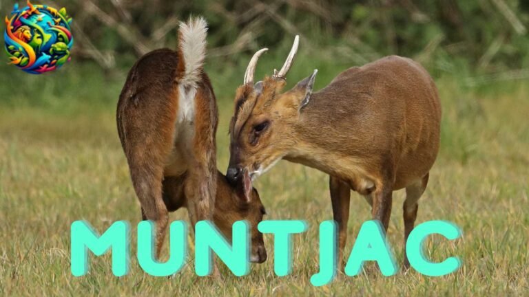 Muntjac: Graceful And Ancient Deer Of The Forest