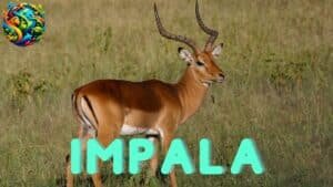Impala: Elegance Of The African Savanna