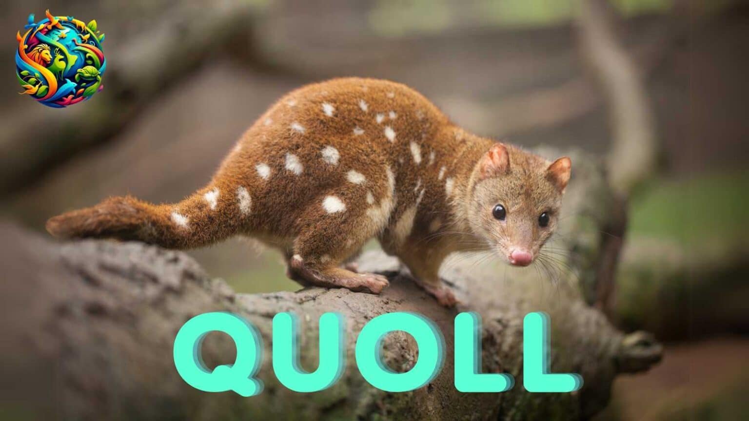 Quoll: Marvellous Carnivore Of The Australian Wilderness
