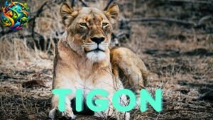 Tigon: Enigmatic Hybrid Of Tiger And Lion