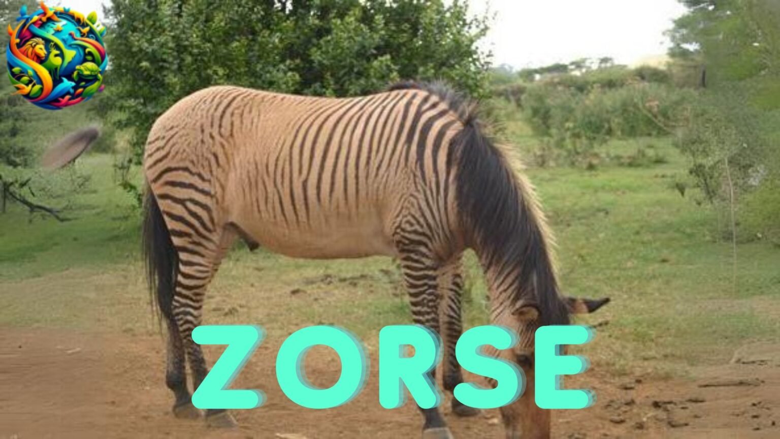 Zorse: A Fascinating Hybrid Of Equine Majesty