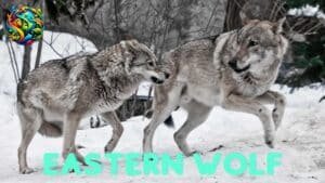Eastern Wolf: Majestic Guardians of North America's Wildlands