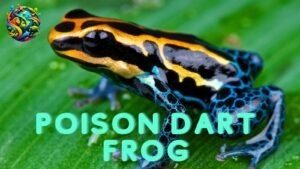 Poison Dart Frog: The Deadly Jewel Of The Rainforest