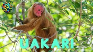Uakari: The Red-Faced Mystery Of The Amazon Rainforest
