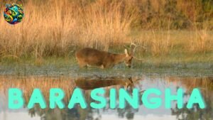 Barasingha: Adorable Swamp Deer Of India