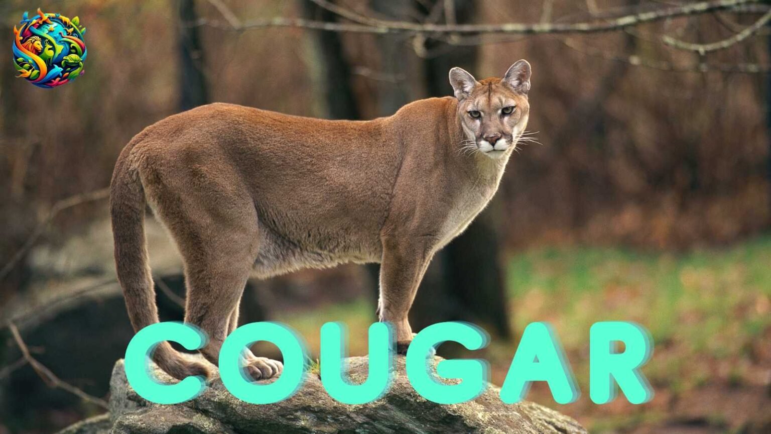 Cougar: Stealthy Predator Of The Americas
