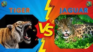 Tiger Vs Jaguar: A Fierce Showdown Of Power And Predatory Instincts