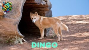 Dingo: The Incredible Wild Australian Dogs And Their Habitat